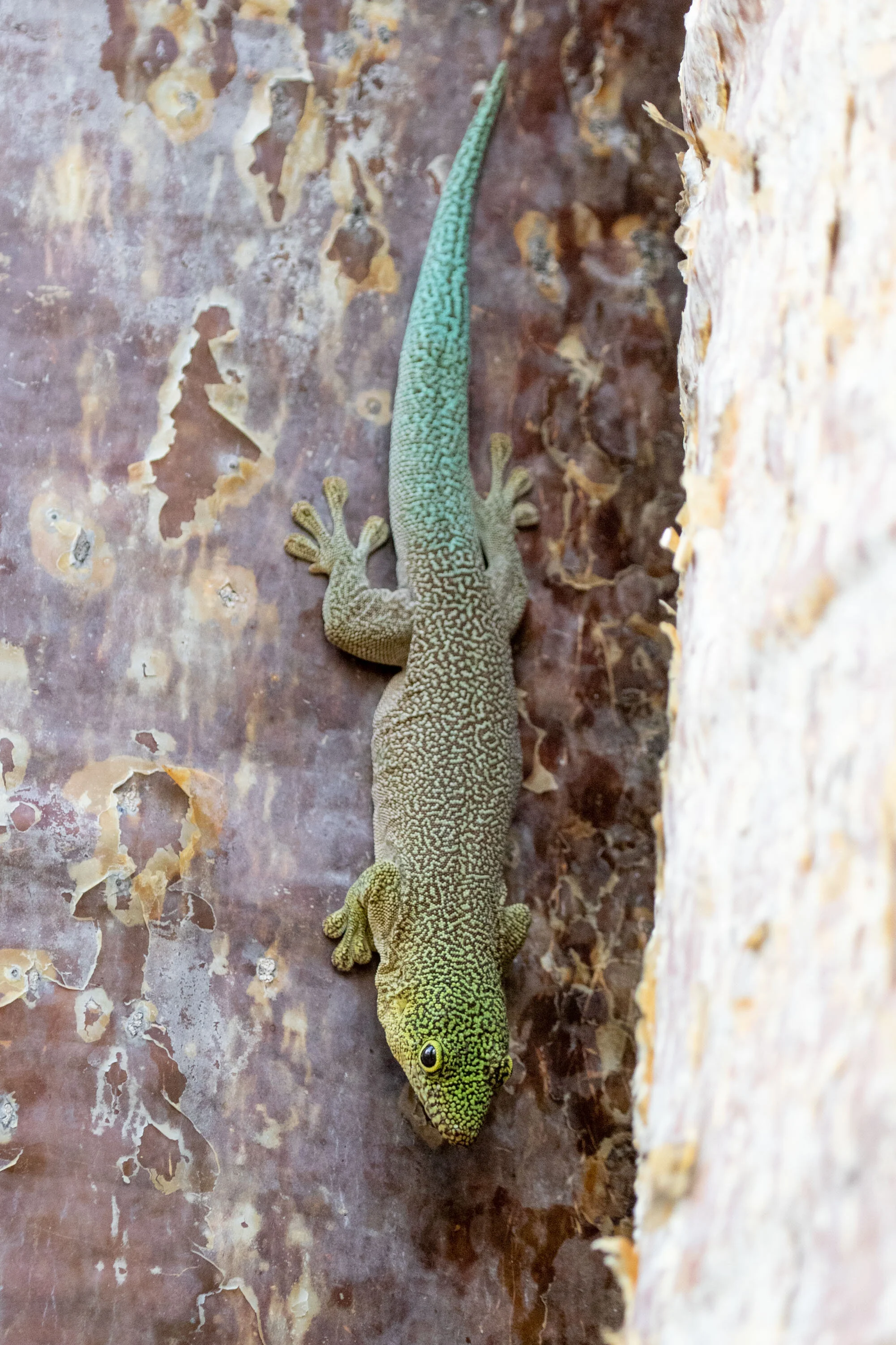 Madagascar — Red Hill Birding