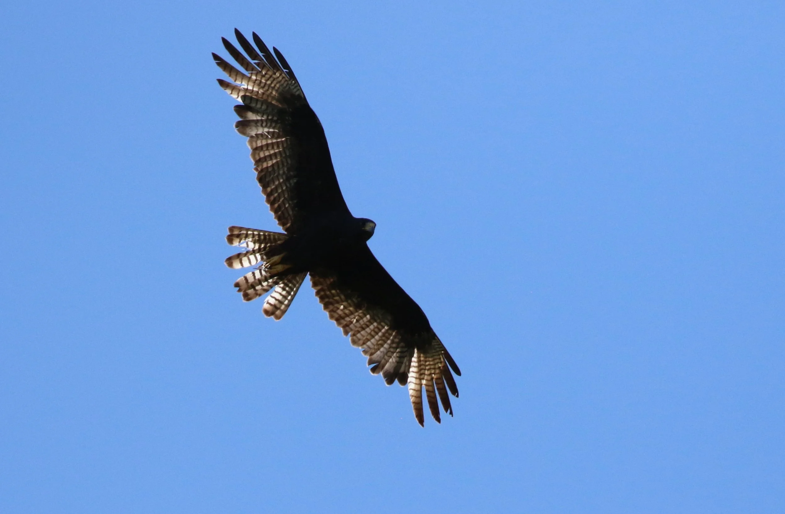 Mexico: Yucatan Peninsula 2022 — Red Hill Birding