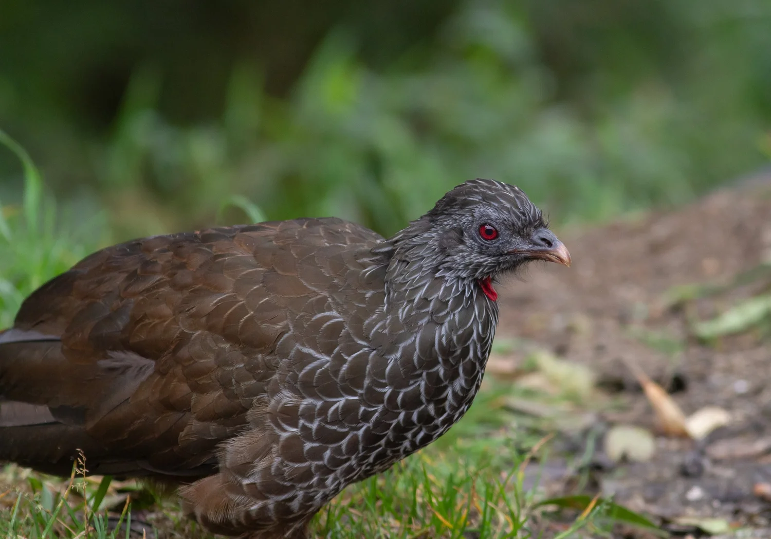 Colombia Andes Intro — Red Hill Birding