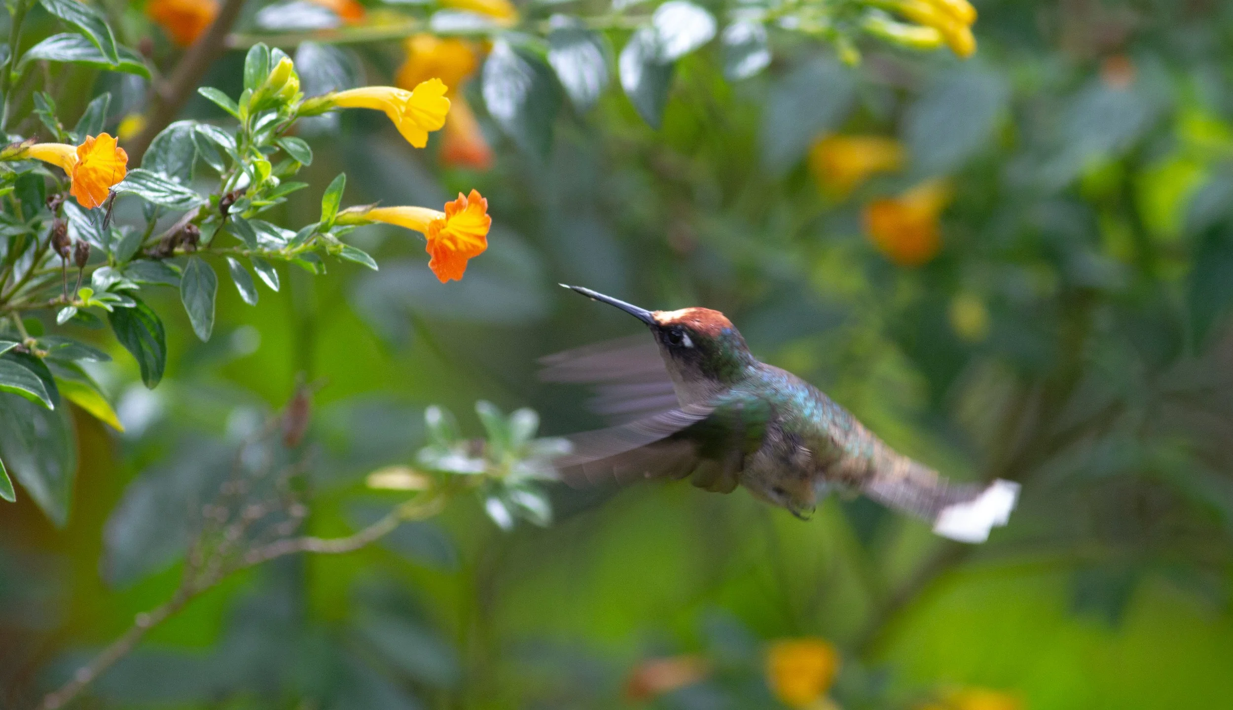 Colombia Andes Intro — Red Hill Birding