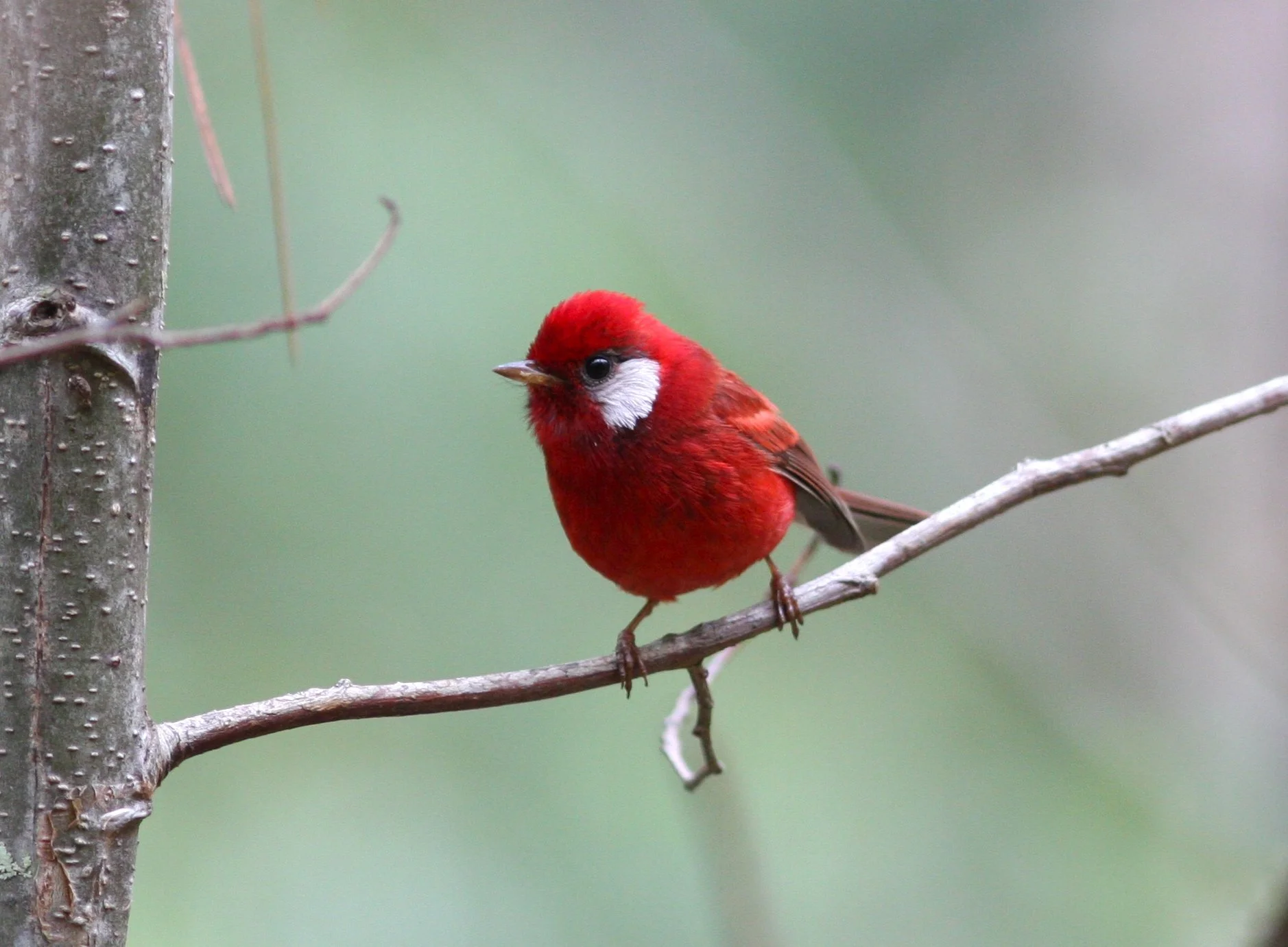 Veracruz — Red Hill Birding