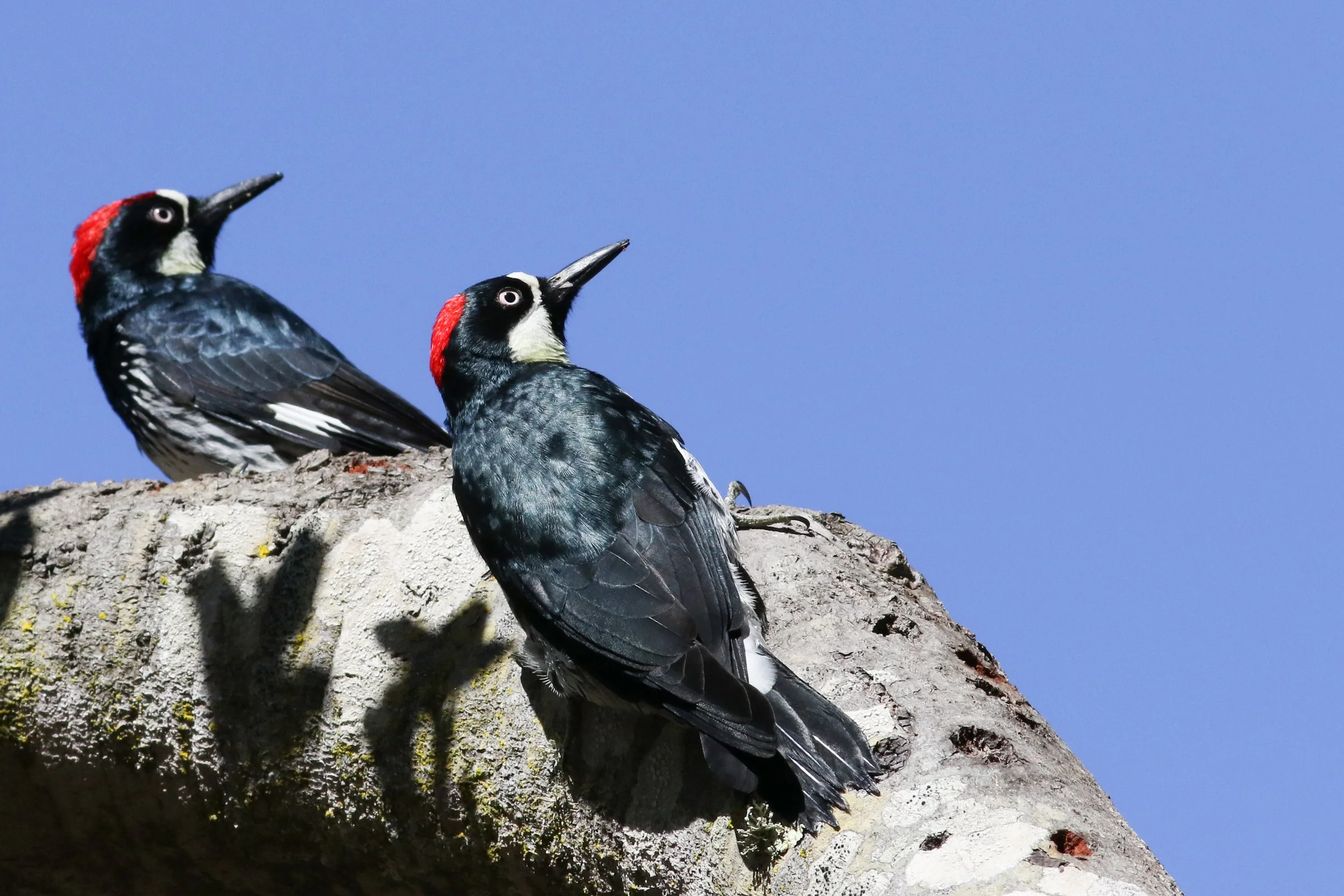 Southern California — Red Hill Birding