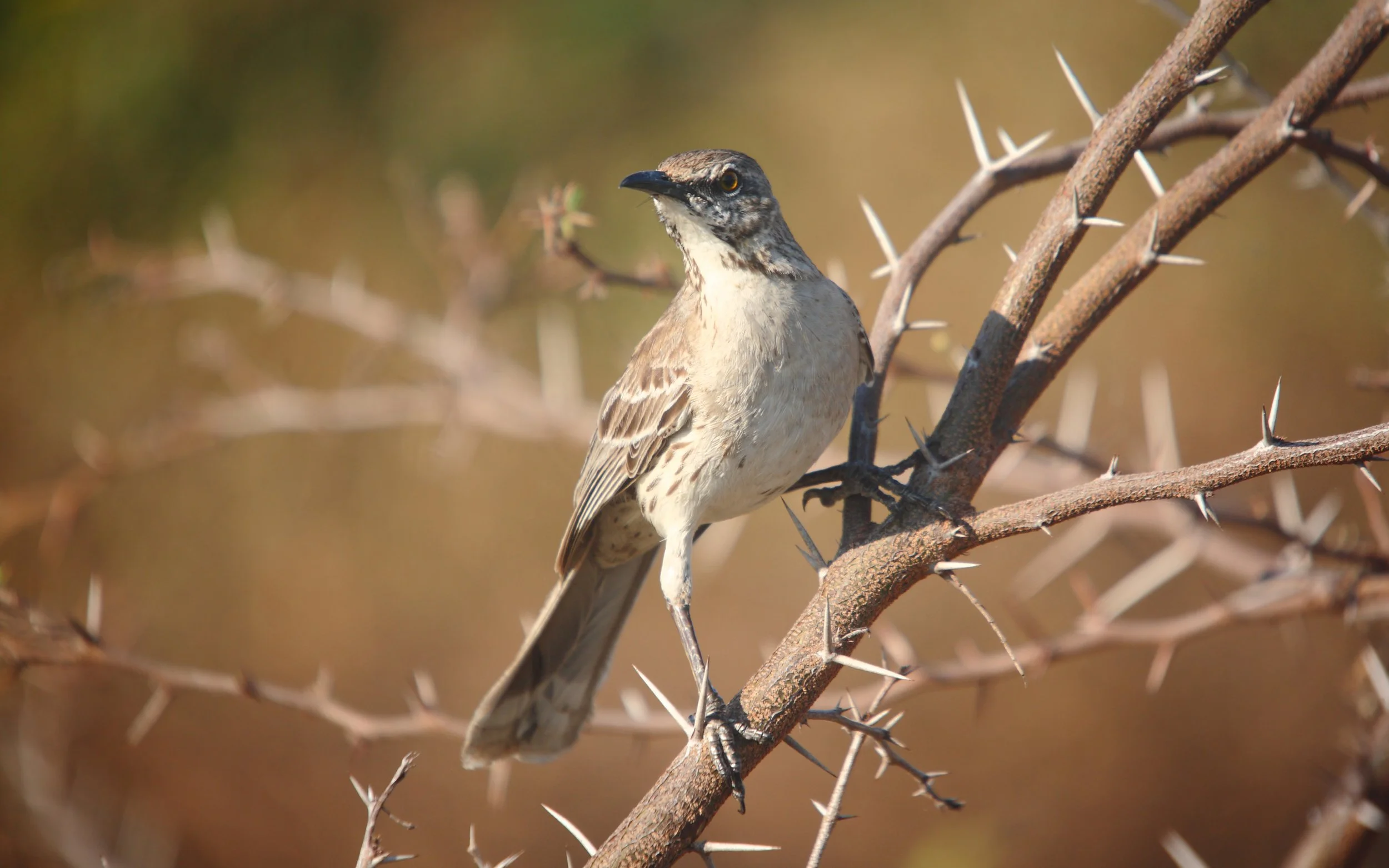Jamaica — Red Hill Birding
