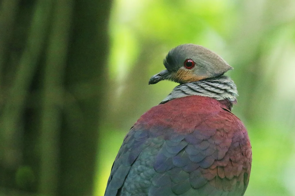 Jamaica — Red Hill Birding
