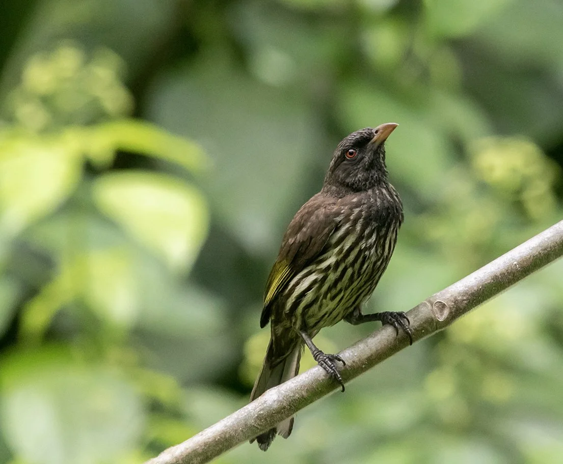 Dominican Republic — Red Hill Birding