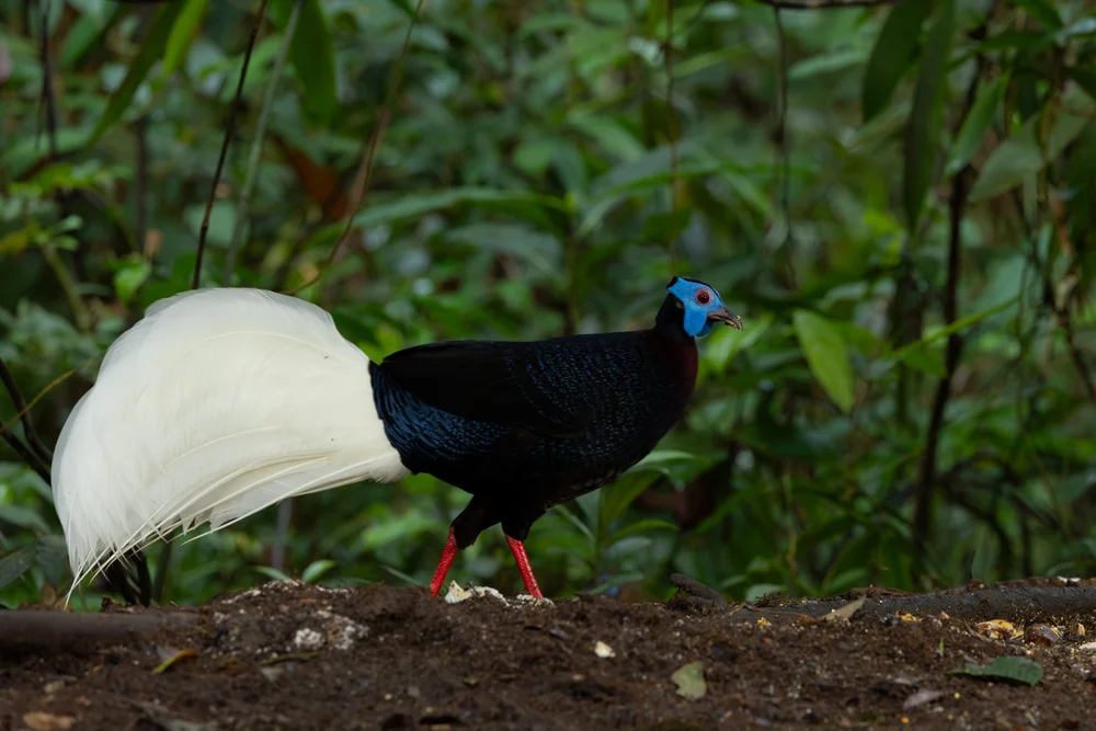 Borneo — Red Hill Birding