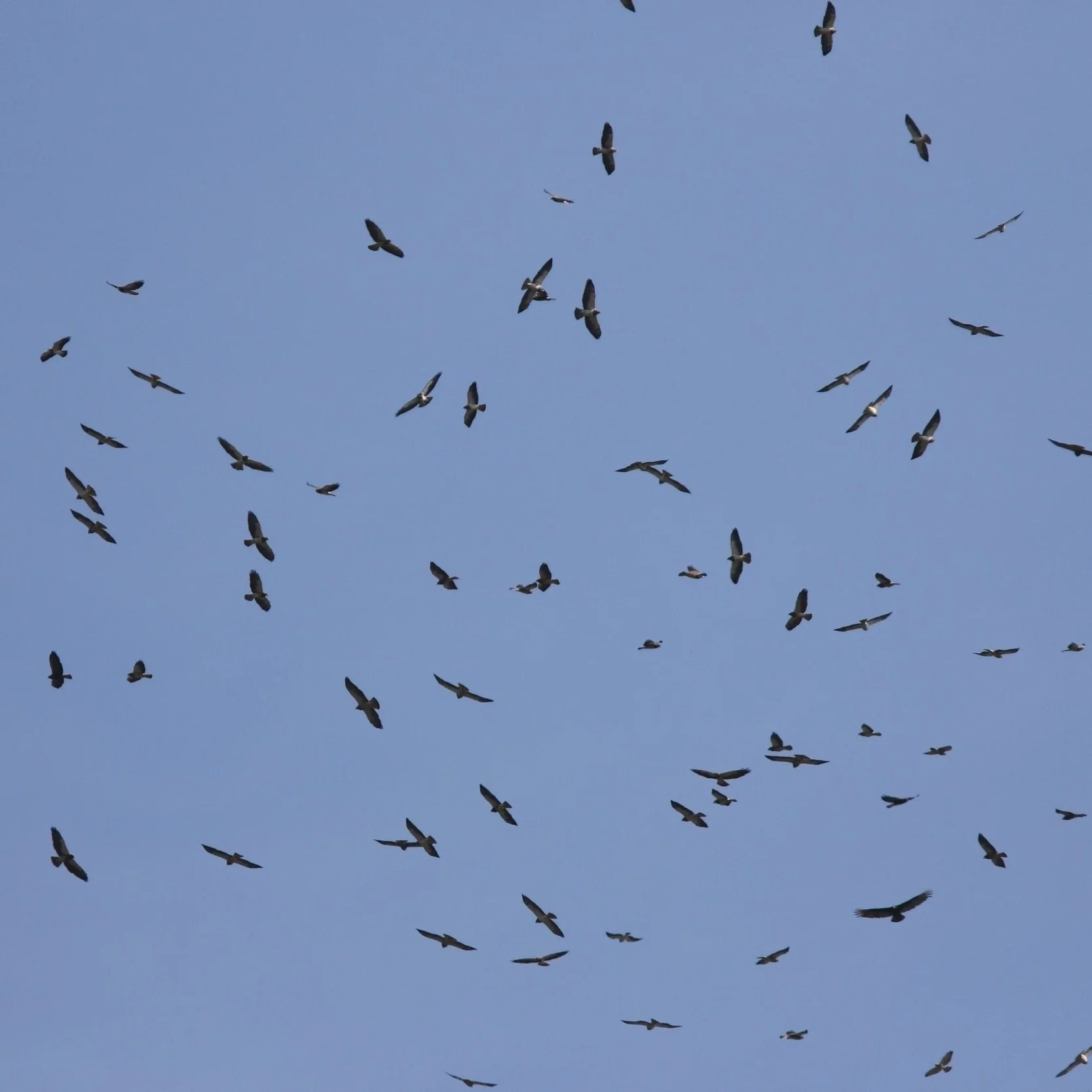 Mexico, Central America & The Caribbean — Red Hill Birding