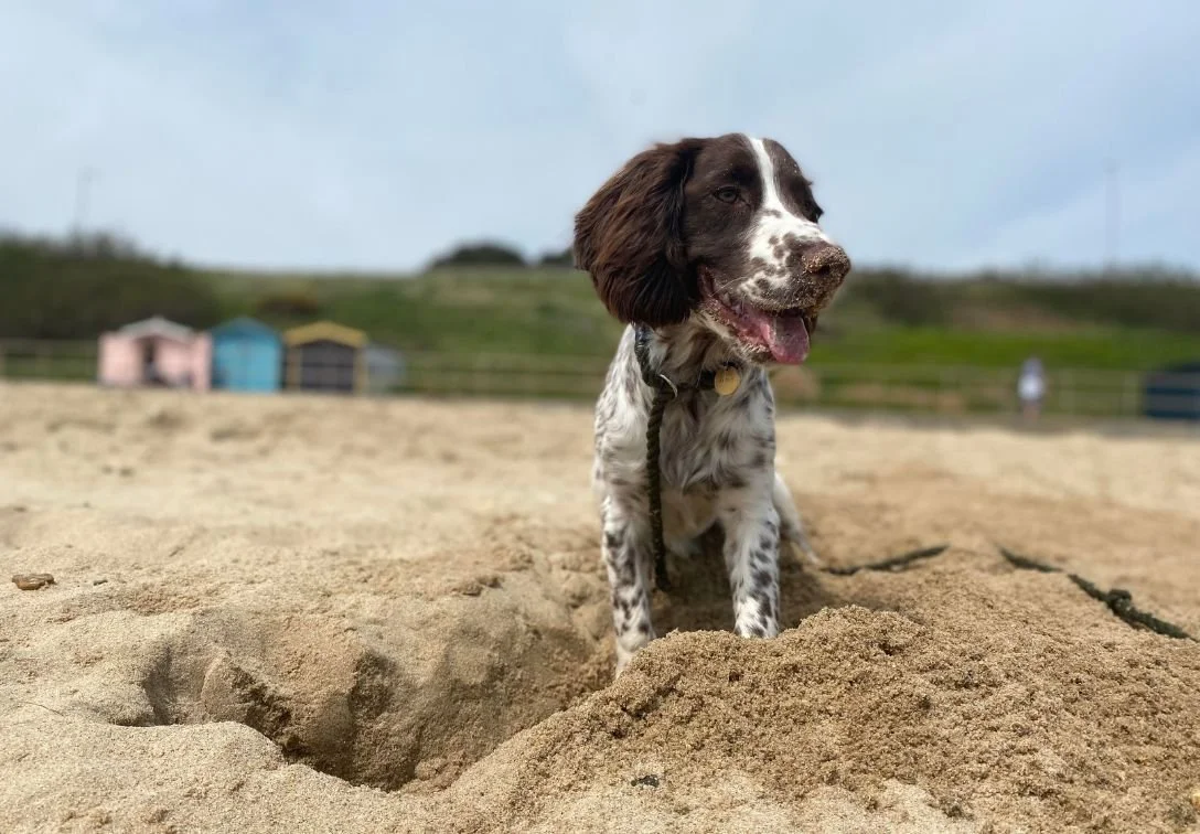 Best Dog-Friendly Beach Walks in the UK — Go Jauntly