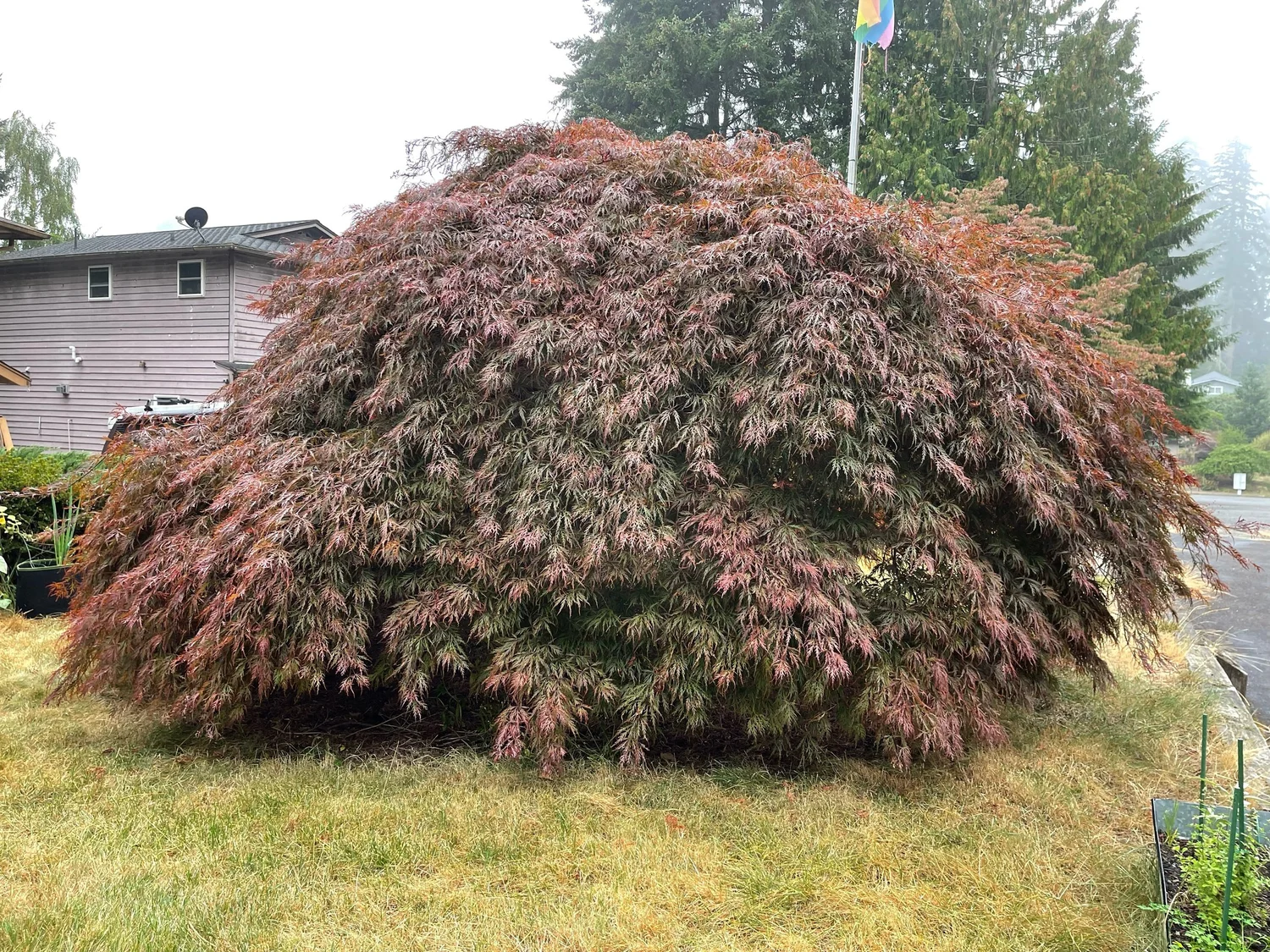 Japanese Laceleaf Maples - Pruningman, Tree Pruning in Seattle ...