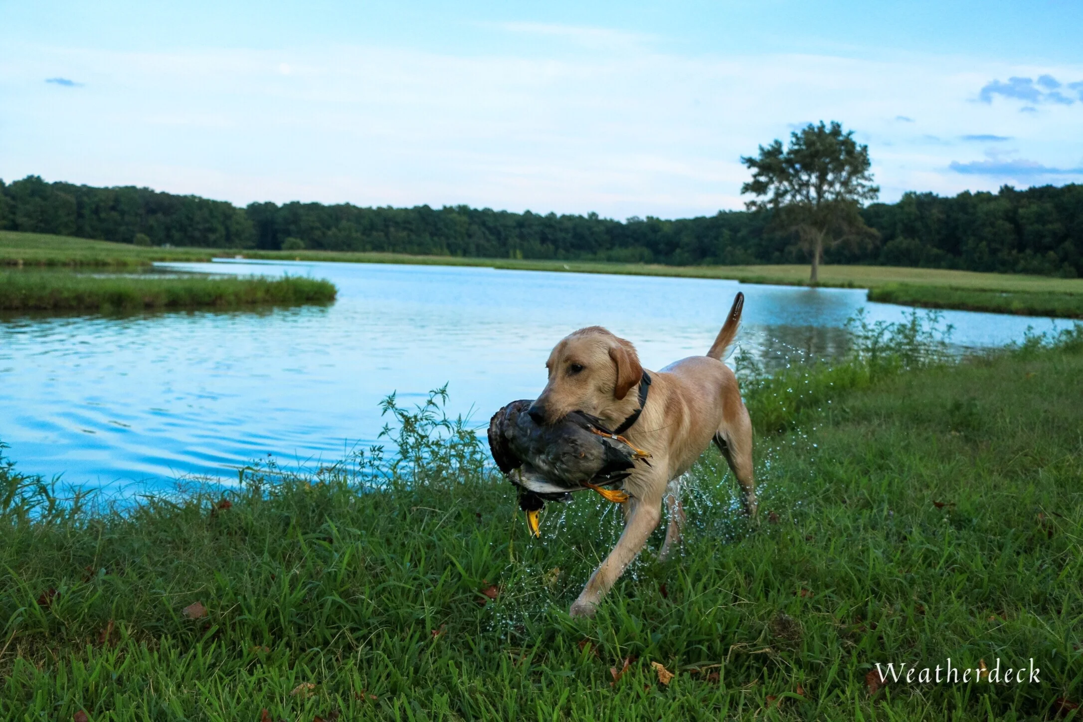First State Retriever Club