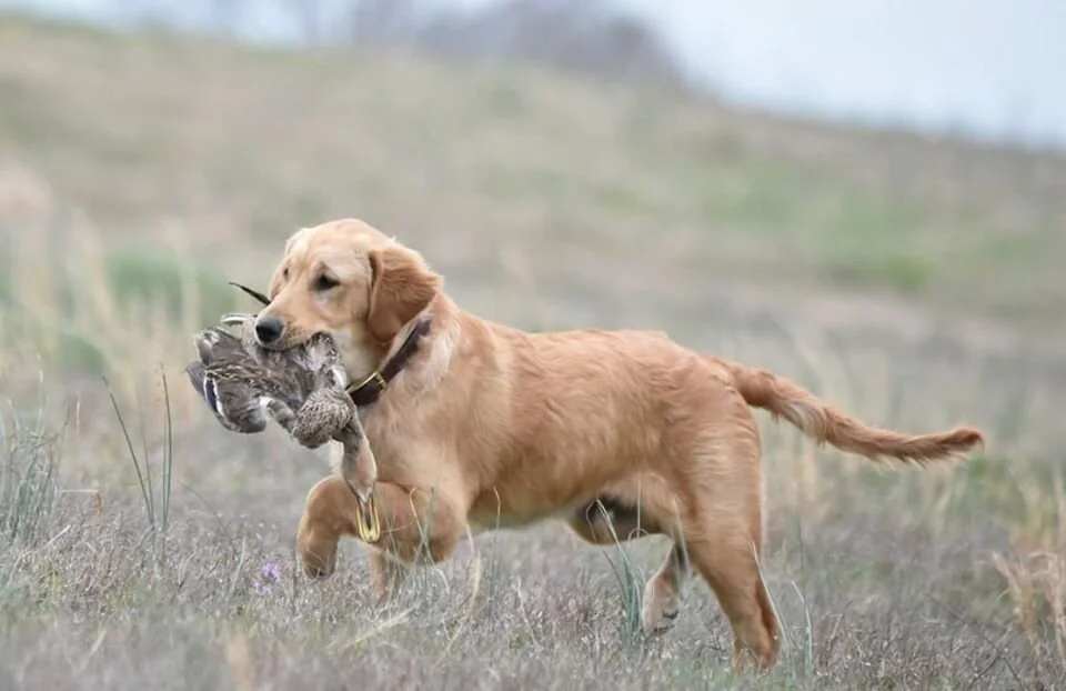 Can Golden Retrievers Hunt