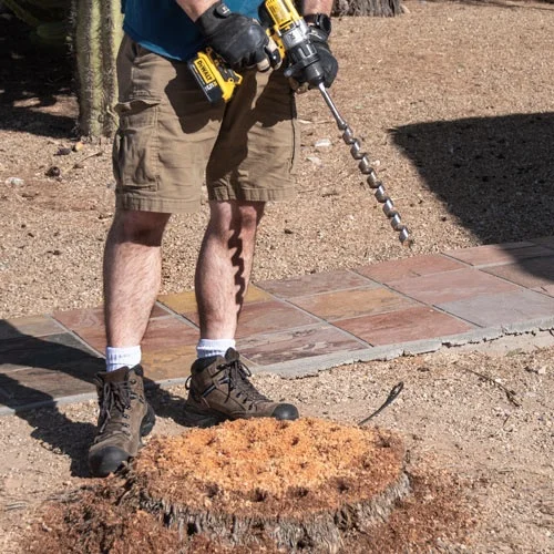 How To Remove A Palm Tree Stump AZ DIY Guy How To Remove A Palm Tree Stump AZ DIY Guy