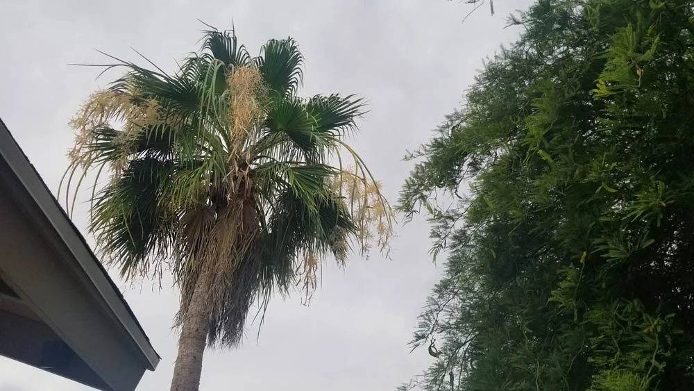How to Remove a Palm Tree Stump — AZ DIY Guy