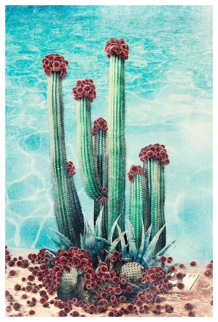 Cactus Pool_Nadia Attura_Liberty Gallery — liberty-gallery