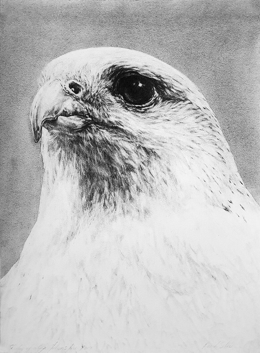 Falcon Face Drawing