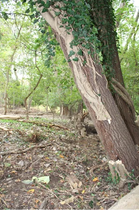 Native plants and trees — Penn Valley Civic Association
