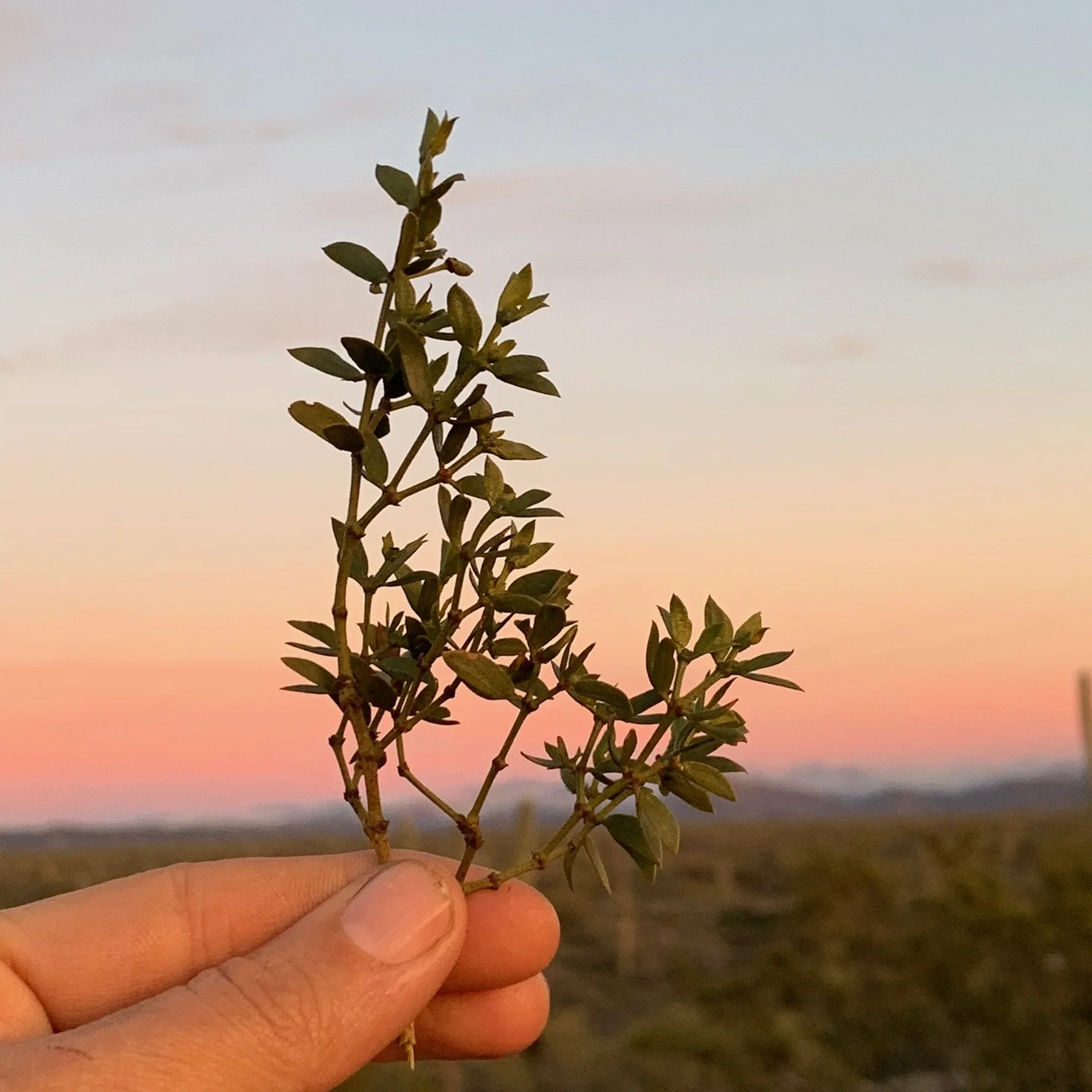 sweet clover perfume roller — dryland wilds