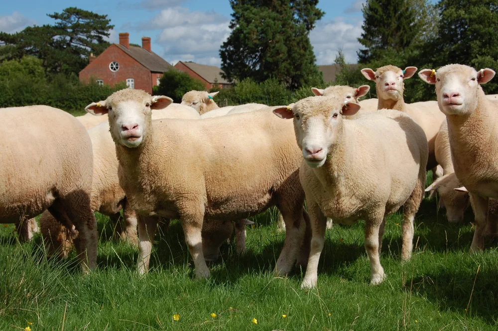 Dorset Sheep Flock — Home Farm Dulas