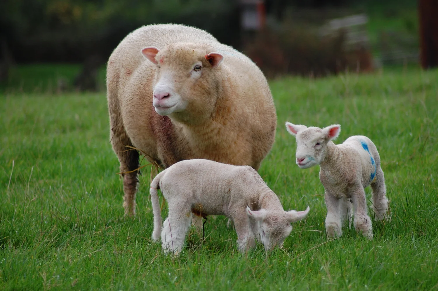 Dorset Sheep Flock — Home Farm Dulas