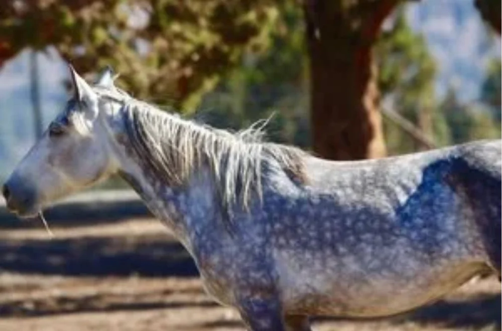 Blue Zeus Family — Skydog Ranch & Sanctuary