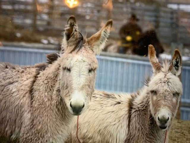 Wild Donkeys — Skydog Ranch & Sanctuary