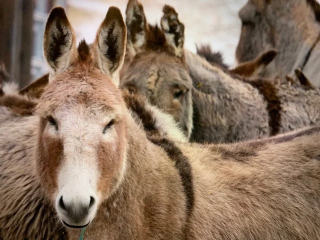 Wild Donkeys — Skydog Ranch & Sanctuary
