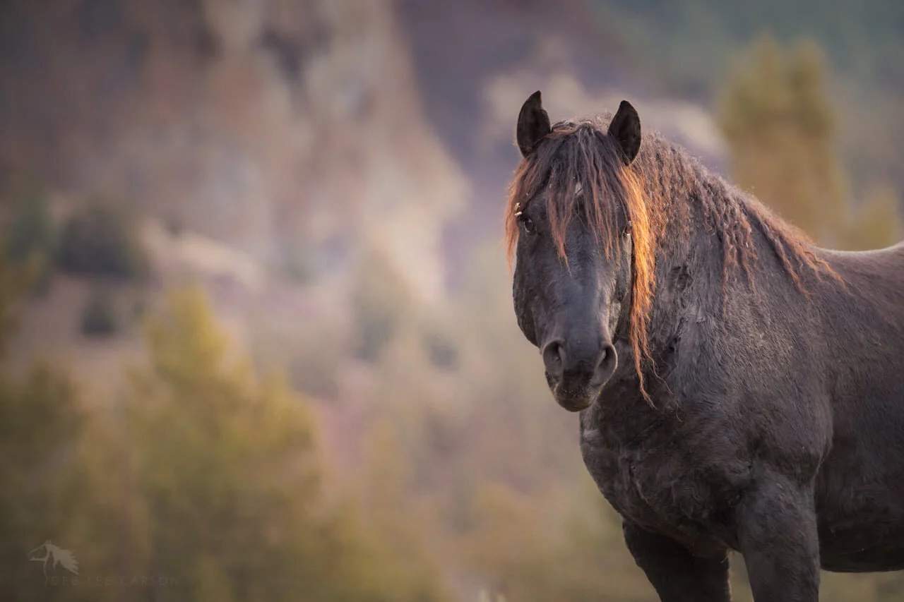Skydog Ranch - Wild Mustangs and Burros