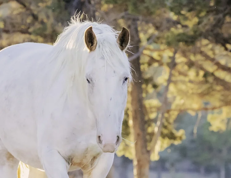 Real Ghost Horses