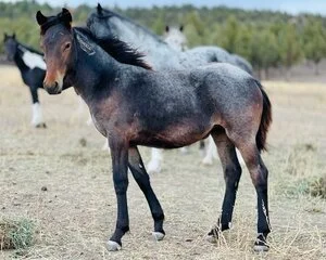Blue Zeus Family — Skydog Ranch & Sanctuary