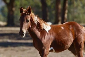 Blue Zeus Family — Skydog Ranch & Sanctuary