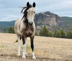 Blue Zeus Family — Skydog Ranch & Sanctuary