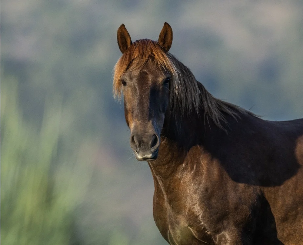 Blue Zeus Family — Skydog Ranch & Sanctuary