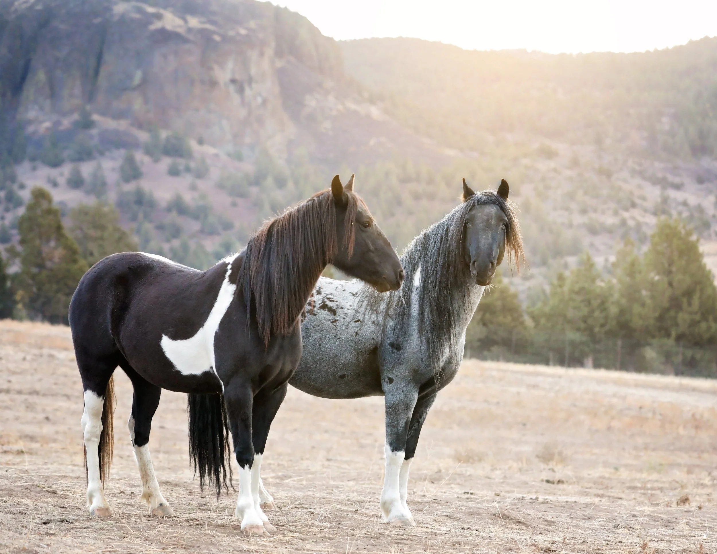 Blue Zeus Family — Skydog Ranch & Sanctuary