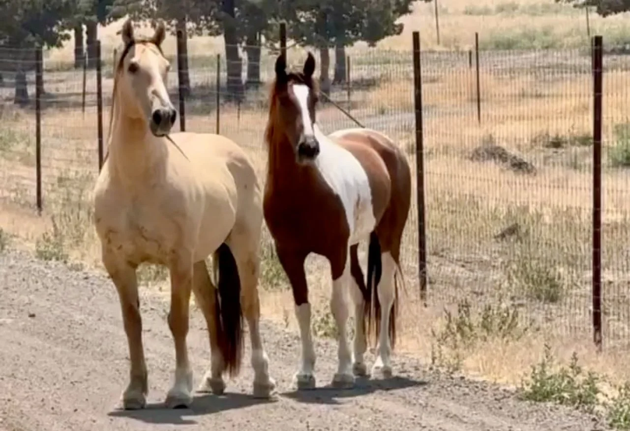 Dundee - Then & Now — Skydog Ranch & Sanctuary