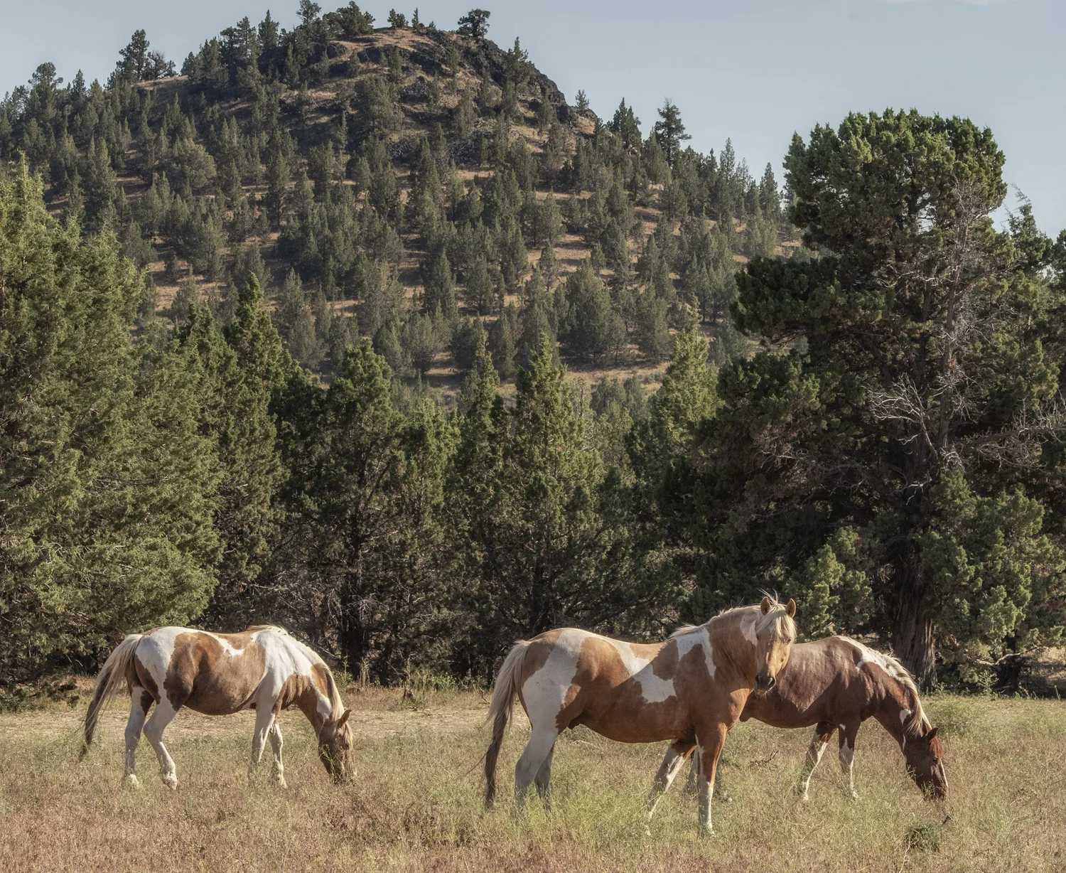 Apollo Aslan & Hermes - Then & Now — Skydog Ranch & Sanctuary