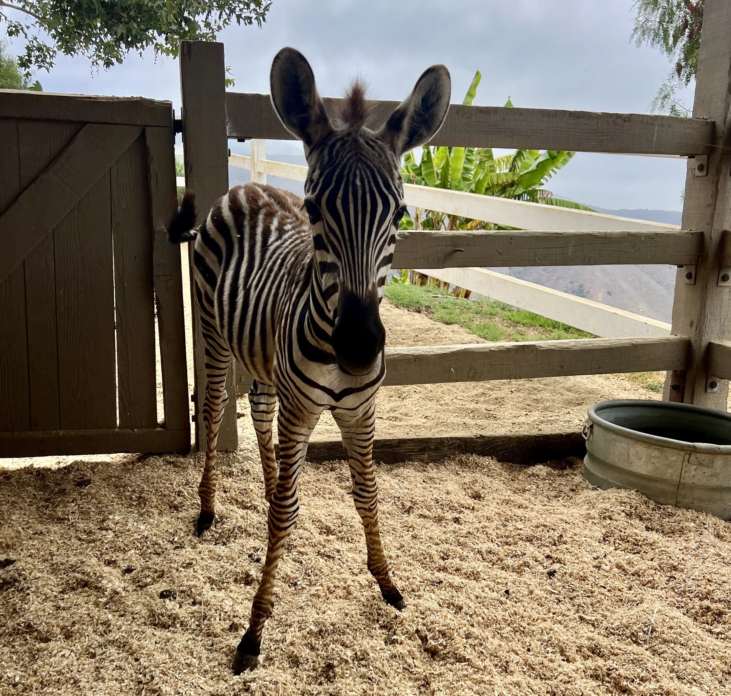 Ban Zebra Hunting — Skydog Ranch & Sanctuary