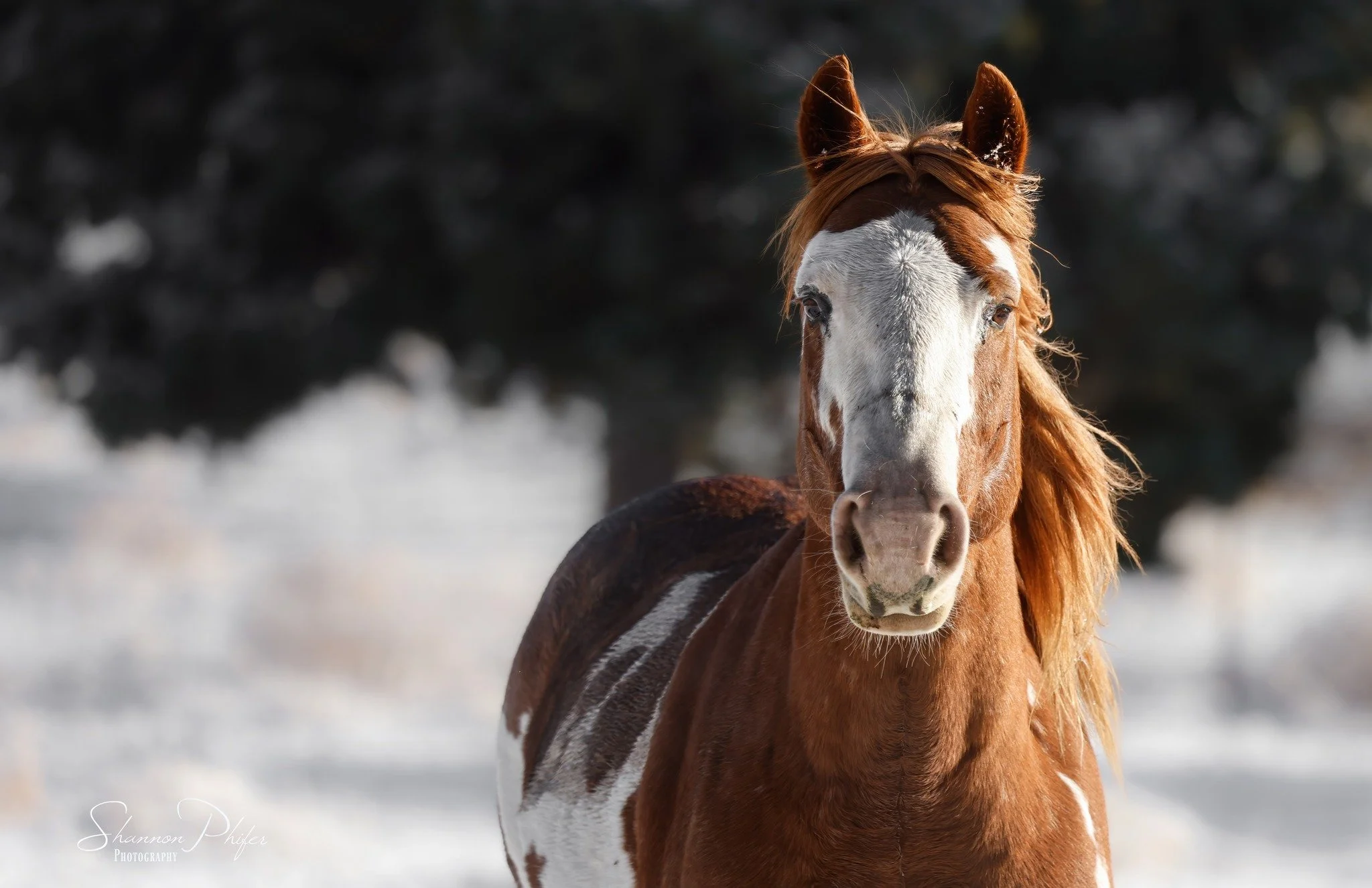 Cruiser's Family — Skydog Ranch & Sanctuary