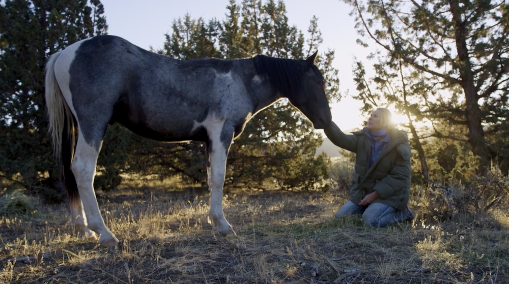 In The News — Skydog Ranch & Sanctuary