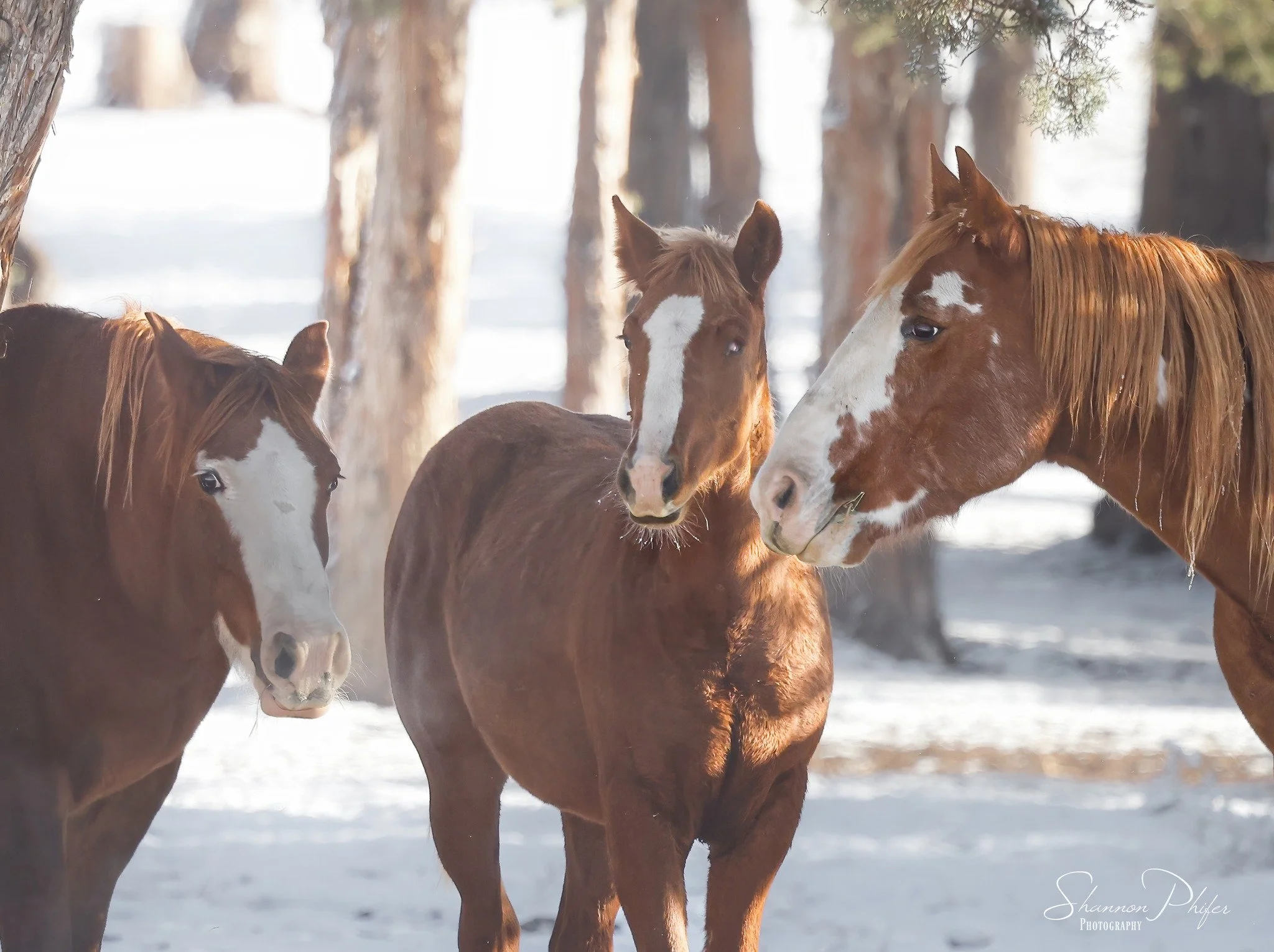 Cruiser's Family — Skydog Ranch & Sanctuary