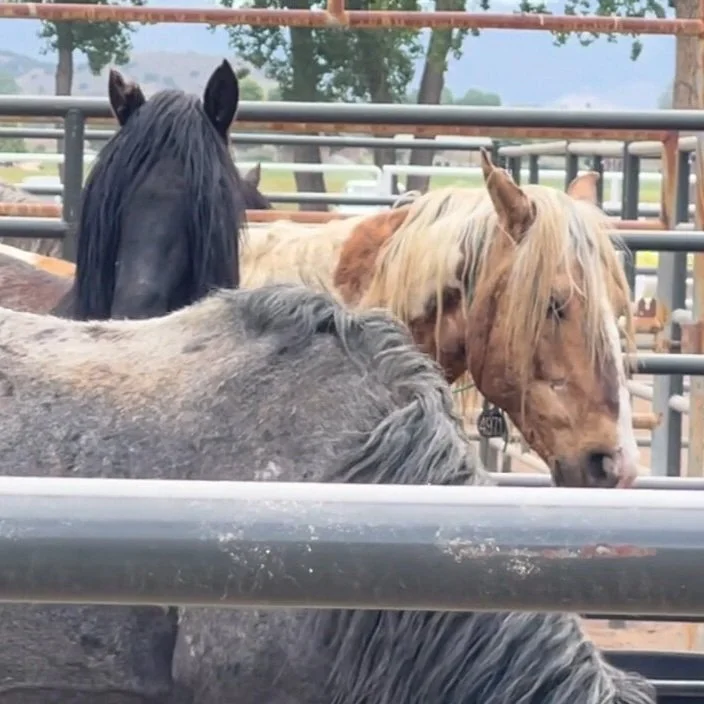 Blue Zeus - Then & Now — Skydog Ranch & Sanctuary