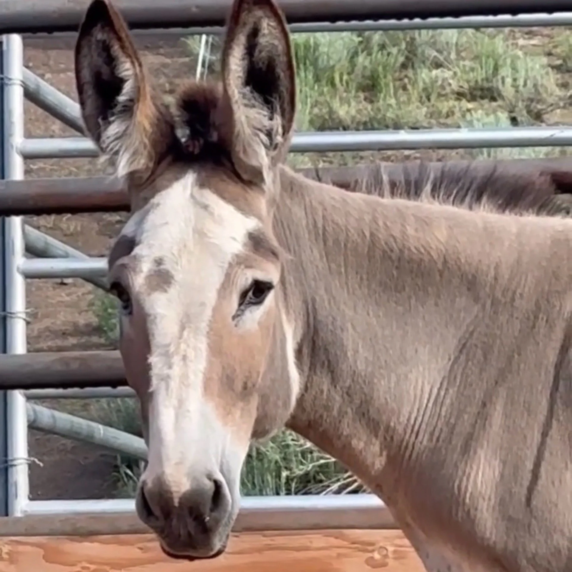 Sponsor — Skydog Ranch & Sanctuary