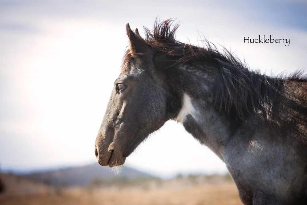 Blue Zeus Family — Skydog Ranch & Sanctuary