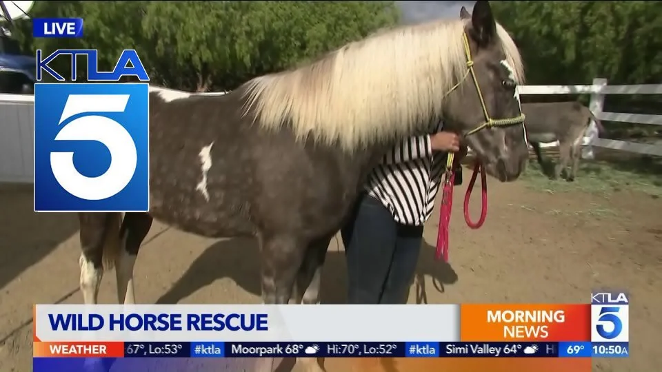In The News — Skydog Ranch & Sanctuary