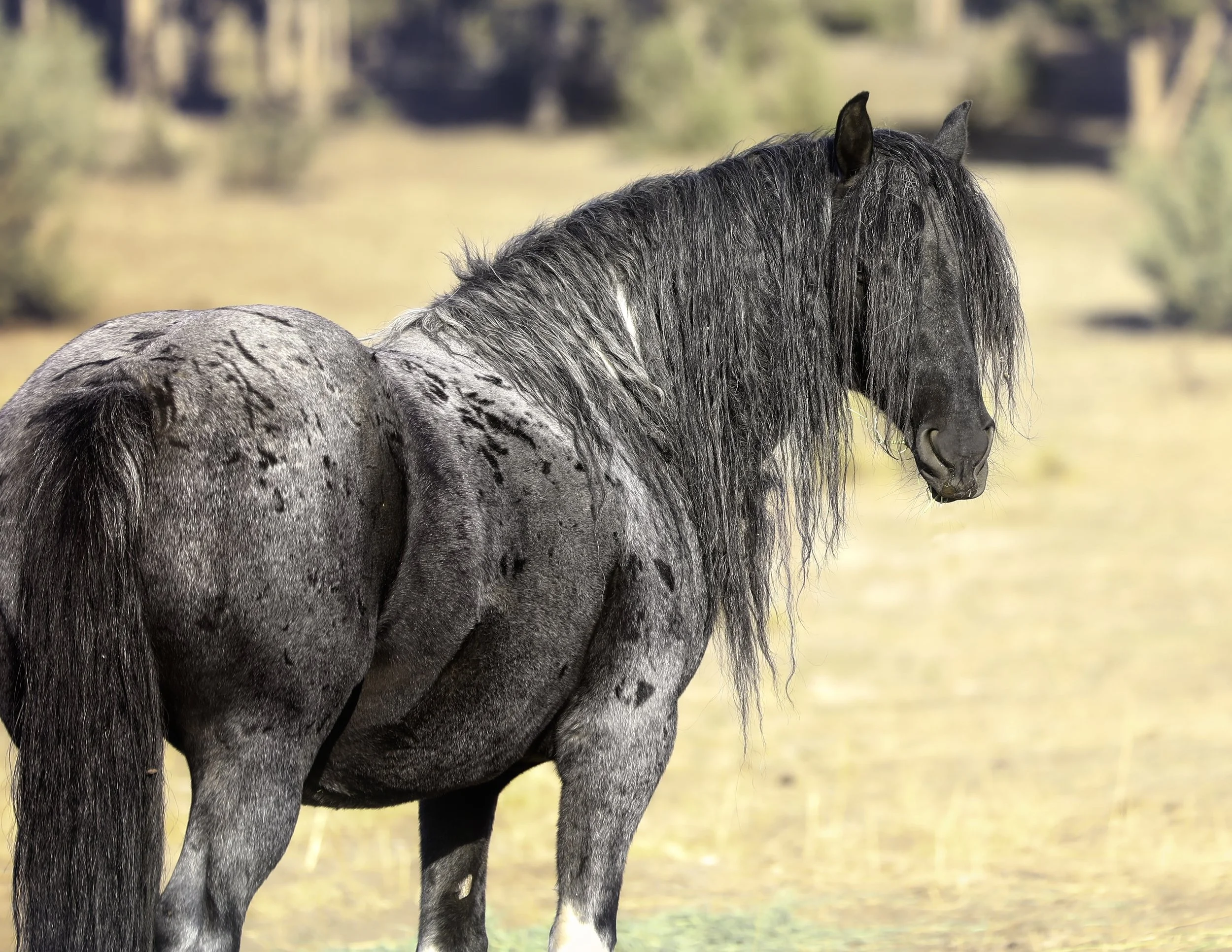 Blue Zeus Family — Skydog Ranch & Sanctuary