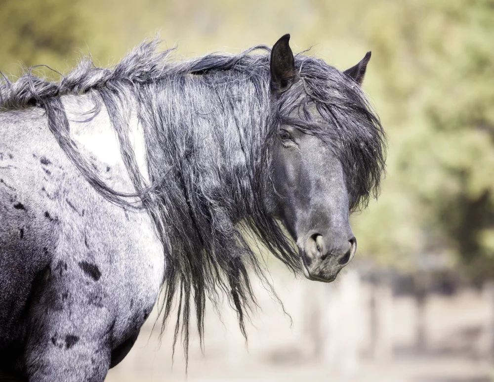 Blue Zeus Family — Skydog Ranch & Sanctuary