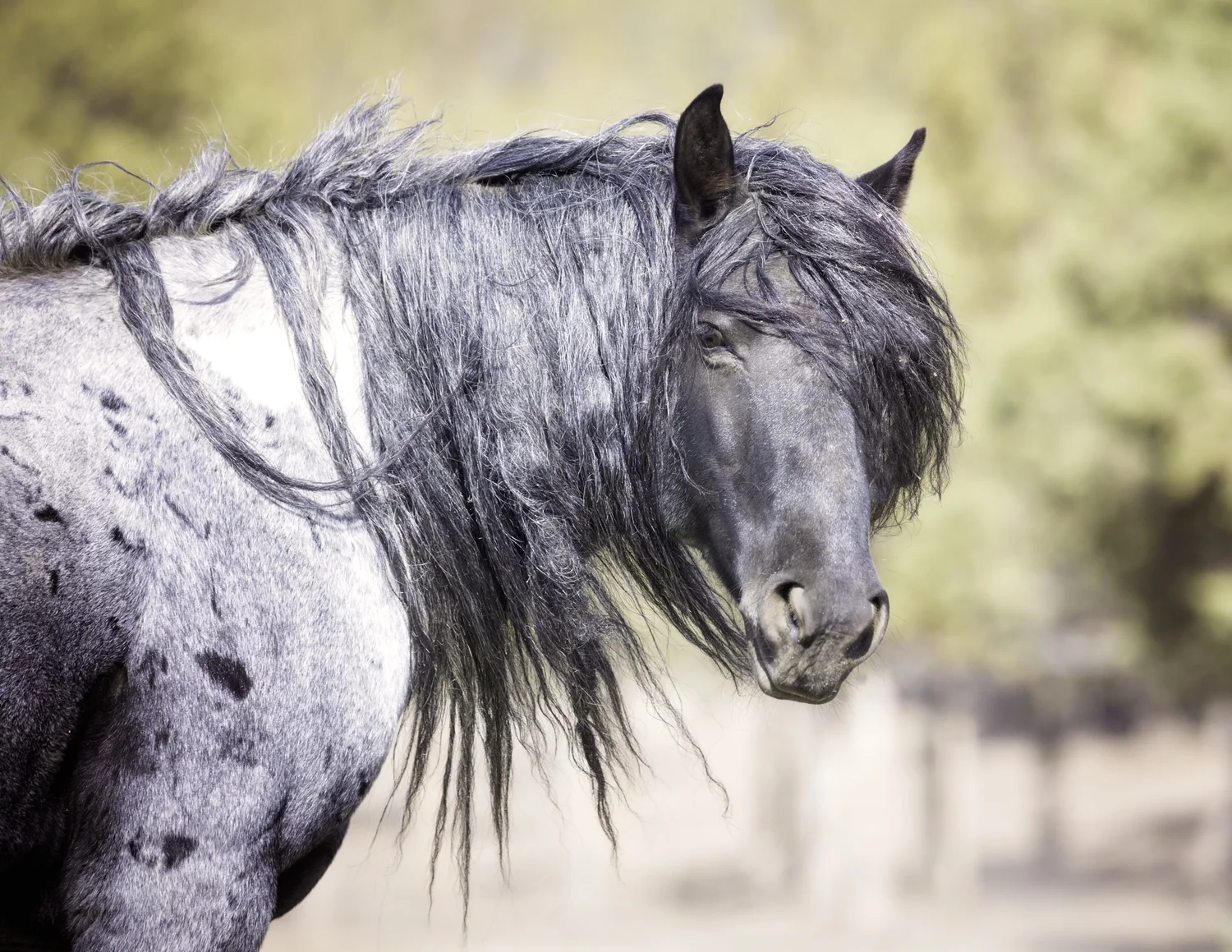Blue Zeus Family — Skydog Ranch & Sanctuary