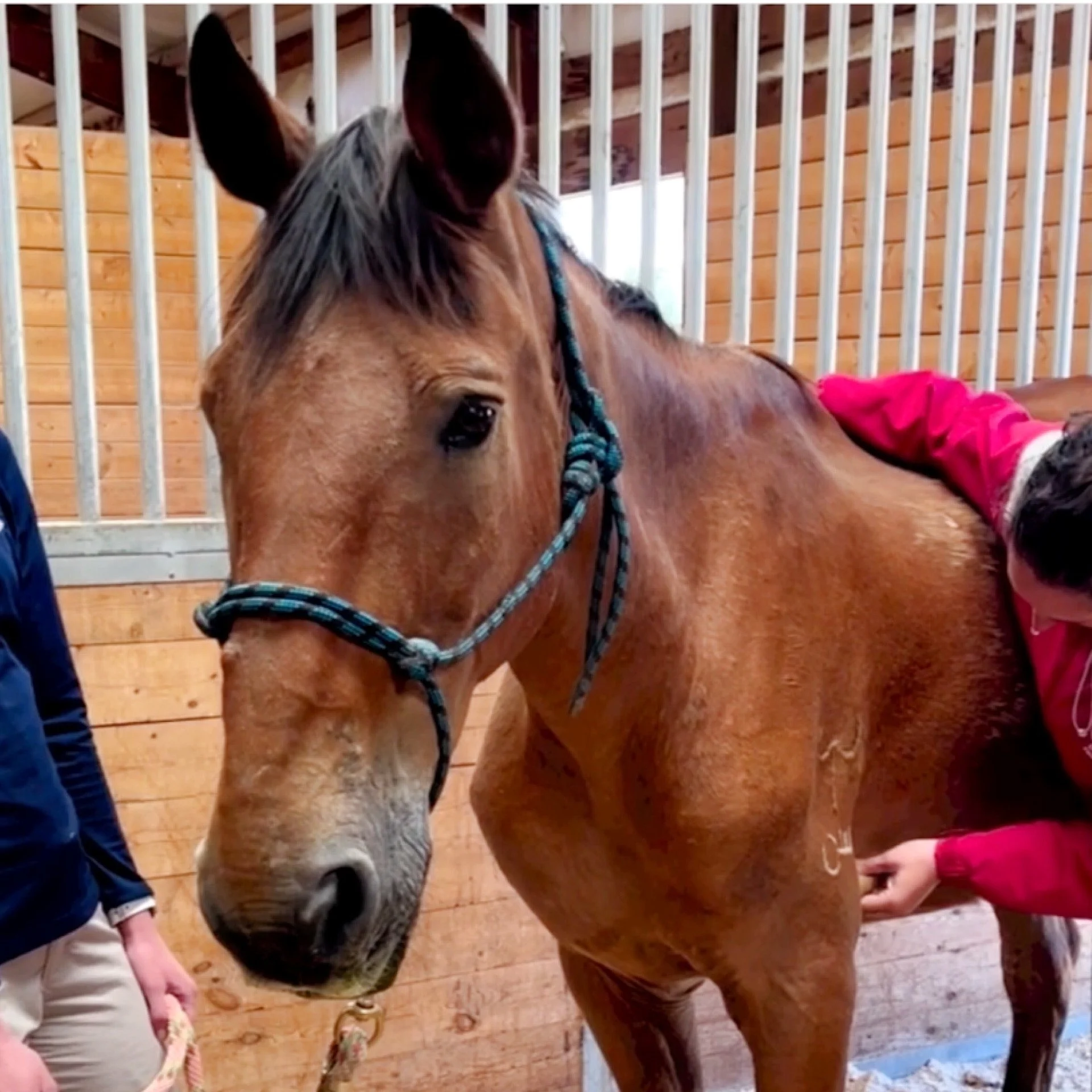 In Memoriam — Skydog Ranch & Sanctuary