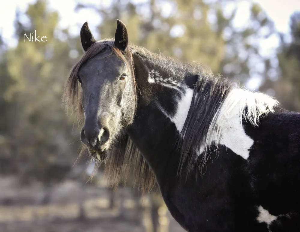 Blue Zeus Family — Skydog Ranch & Sanctuary