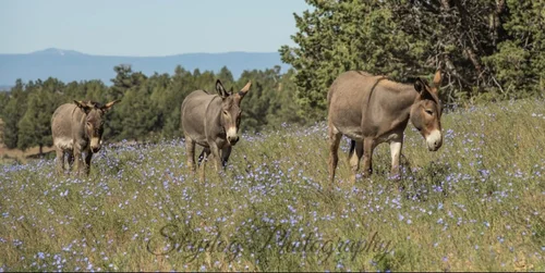 Wild Donkeys — Skydog Ranch & Sanctuary