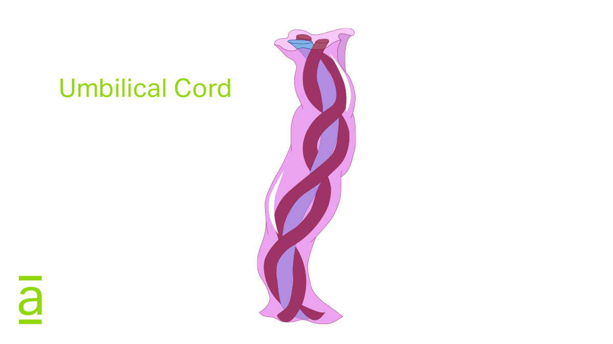 Arteria umbilicalis - Tıpacı